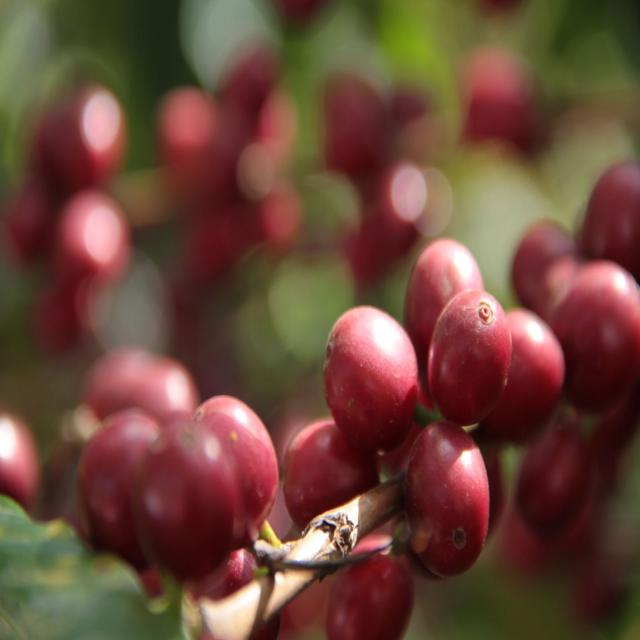 Fruto del café Object Detection Dataset by Guillermo