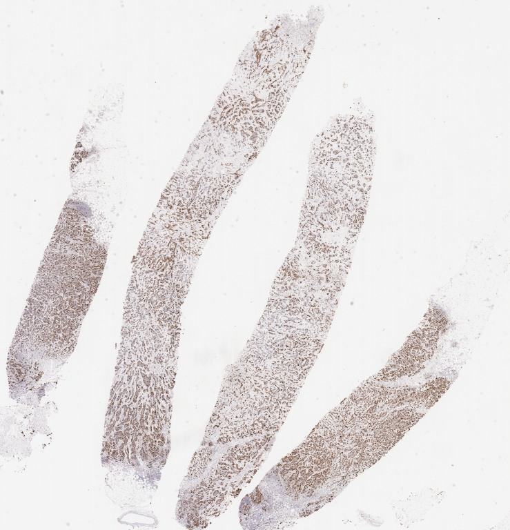 Cell Instance Segmentation Dataset By Project Zb2gt