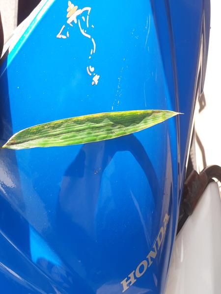 leaf Classification Dataset and Pre-Trained Model by mahi