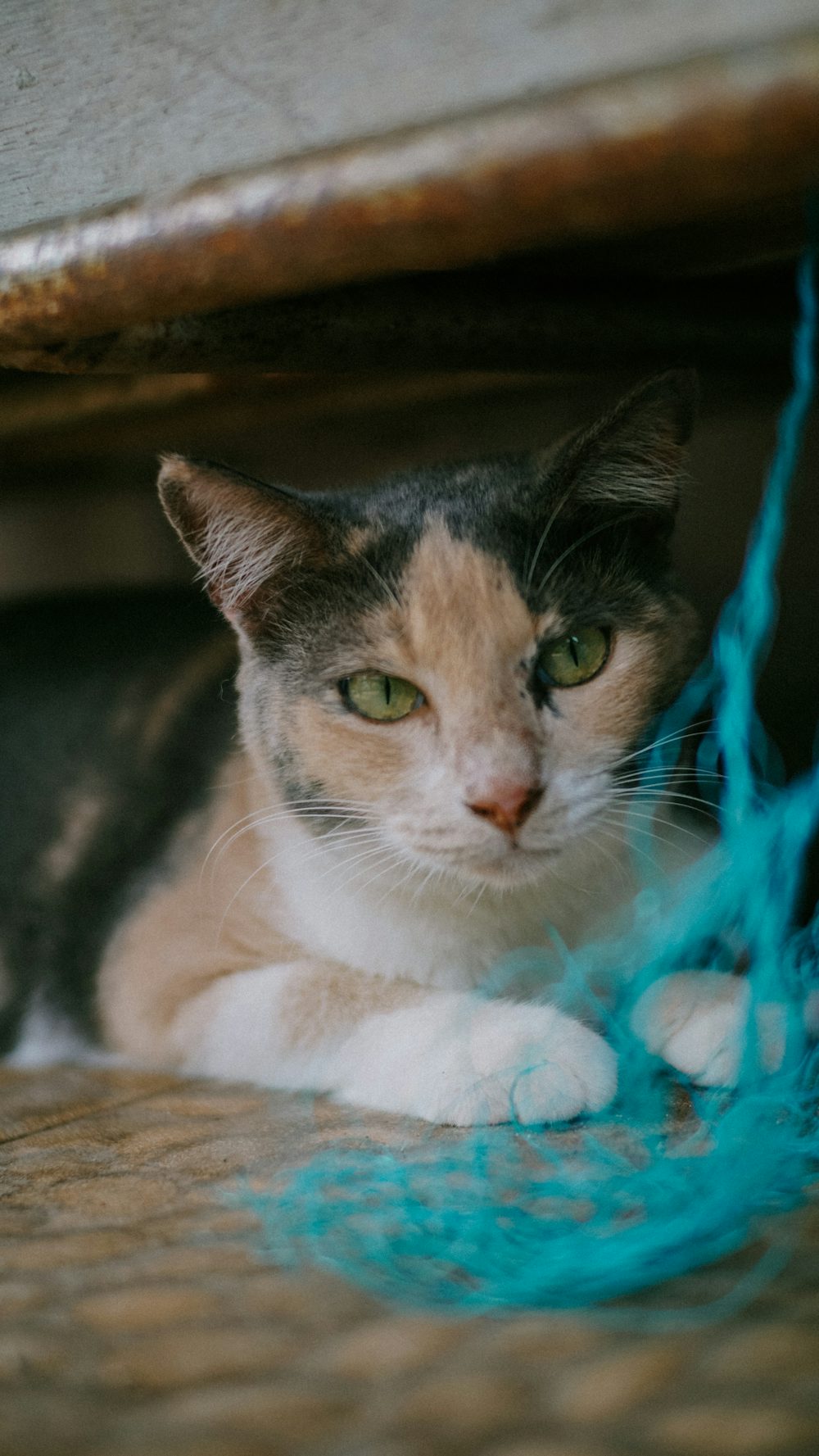 animal_dataset Object Detection Dataset by datasetmodel