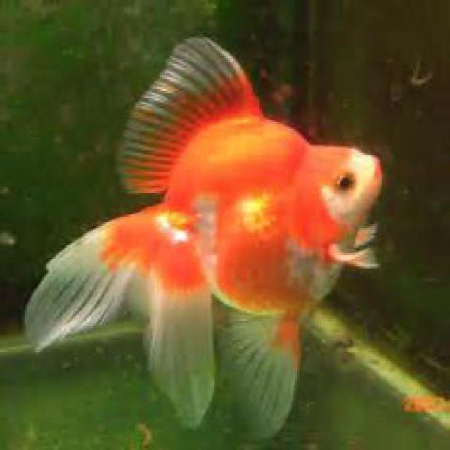 How to Use the Yolov10 Instance Segmentation API