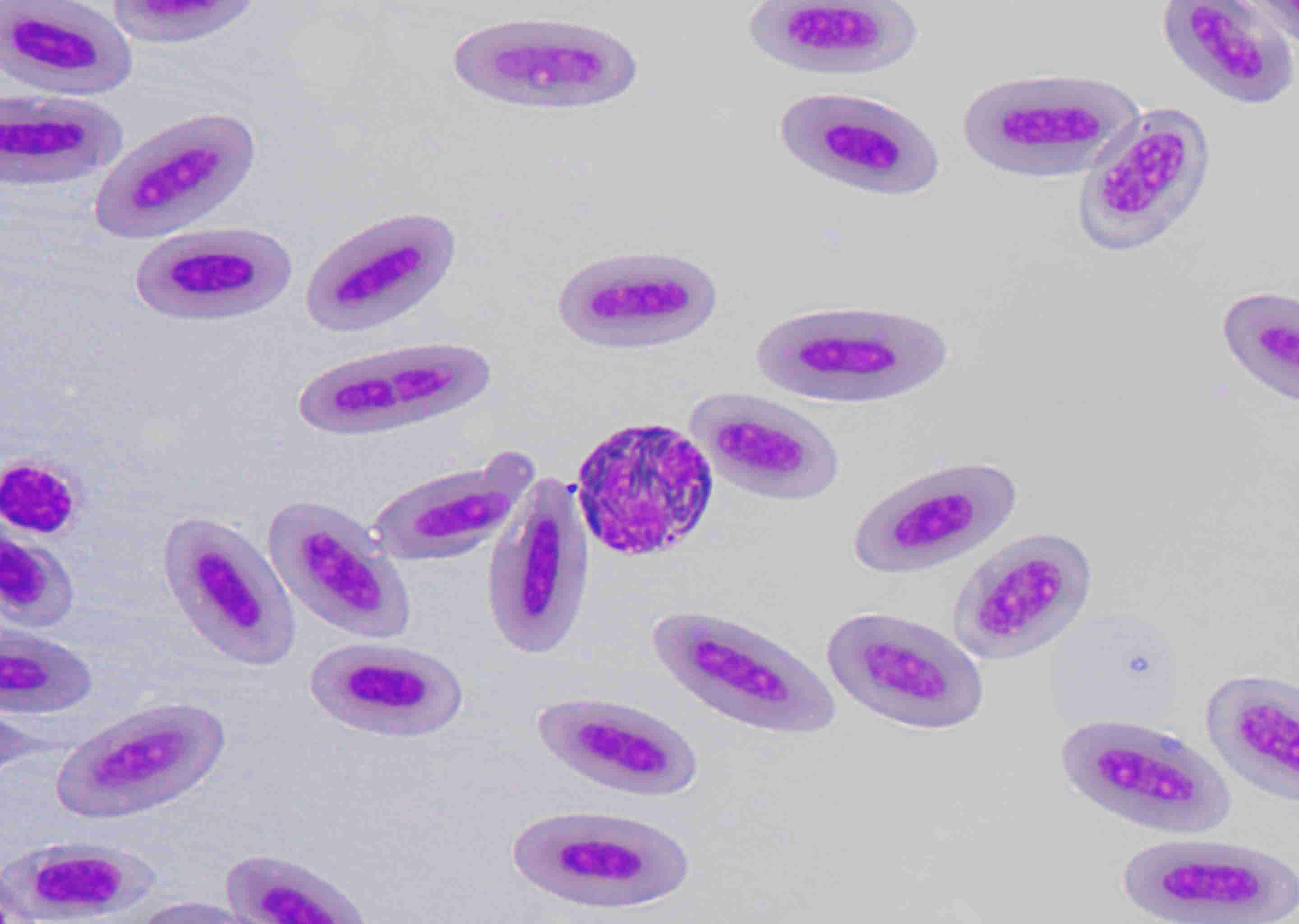 Classification of White Blood Cells in Hawks (classification-of-white ...
