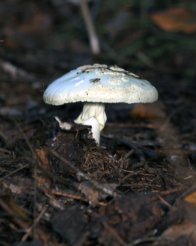 Mushroom Instance Segmentation Model By Batch10