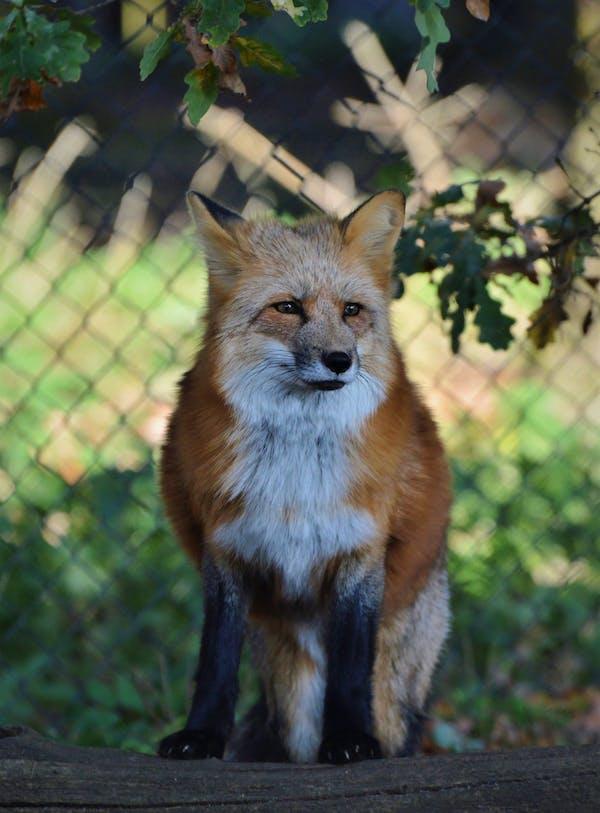 animal_classification11 Object Detection Dataset by LSY