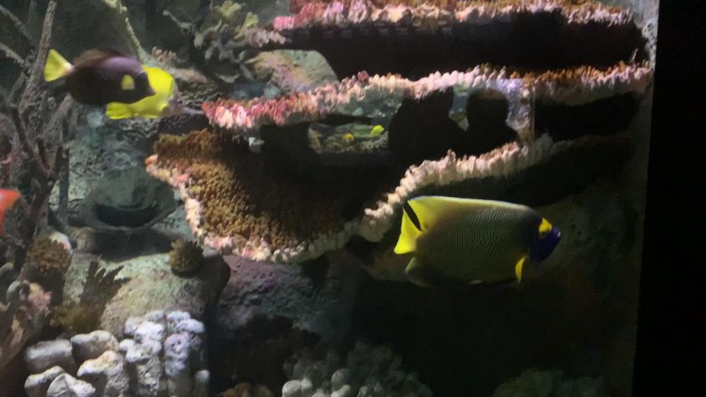 Underwater Object Detection Object Detection Dataset and Pre-Trained Model by computer vision