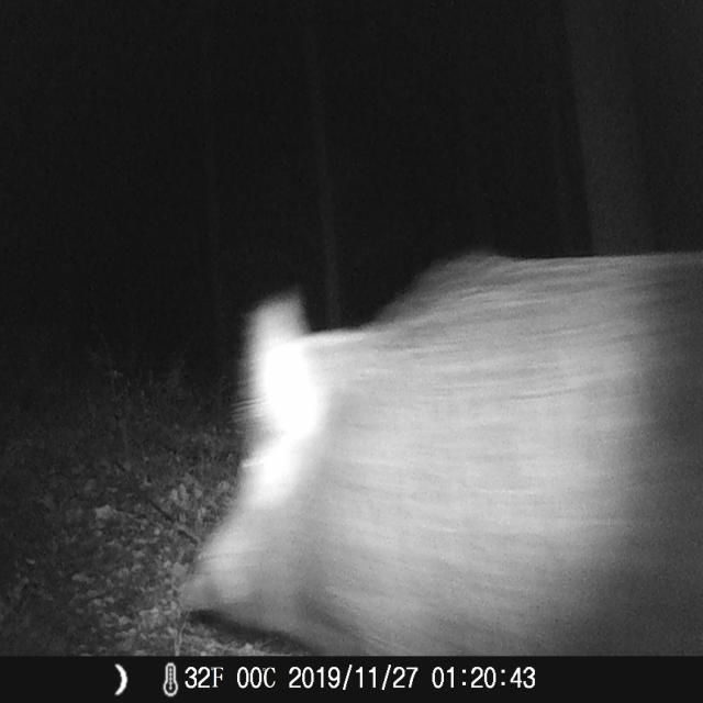 finalproject Object Detection Model by HanyangUni