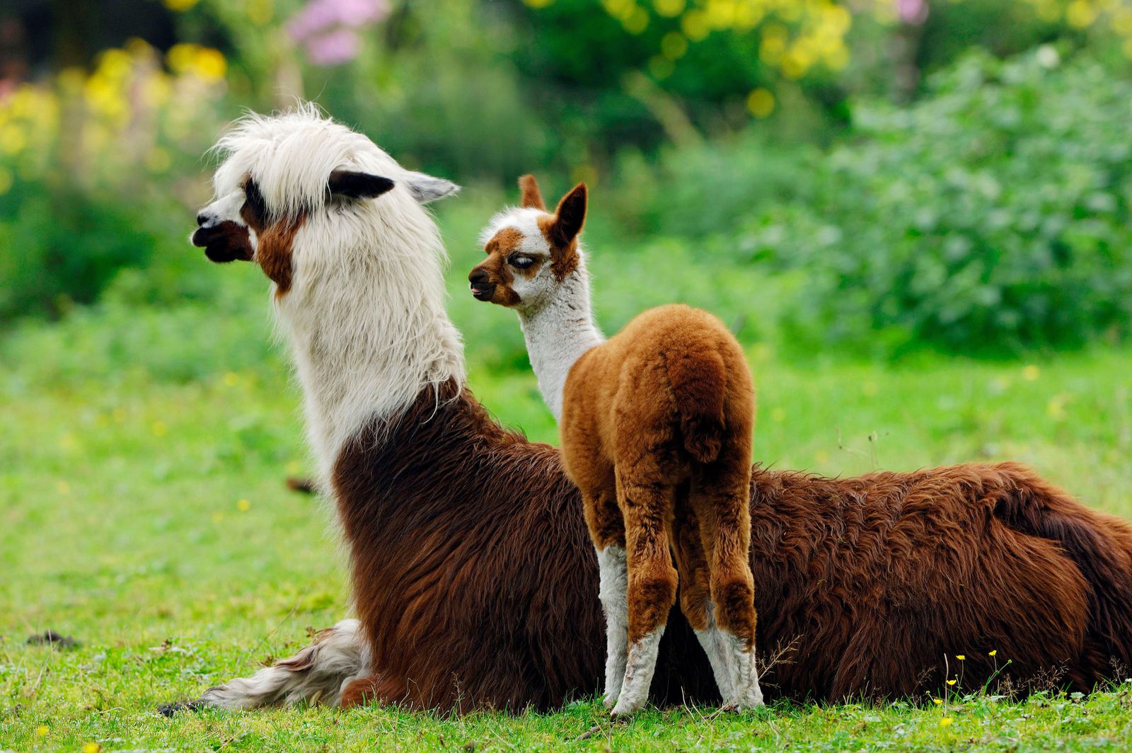 Alpaca Object Detection Dataset by Practicas Preprofecionales