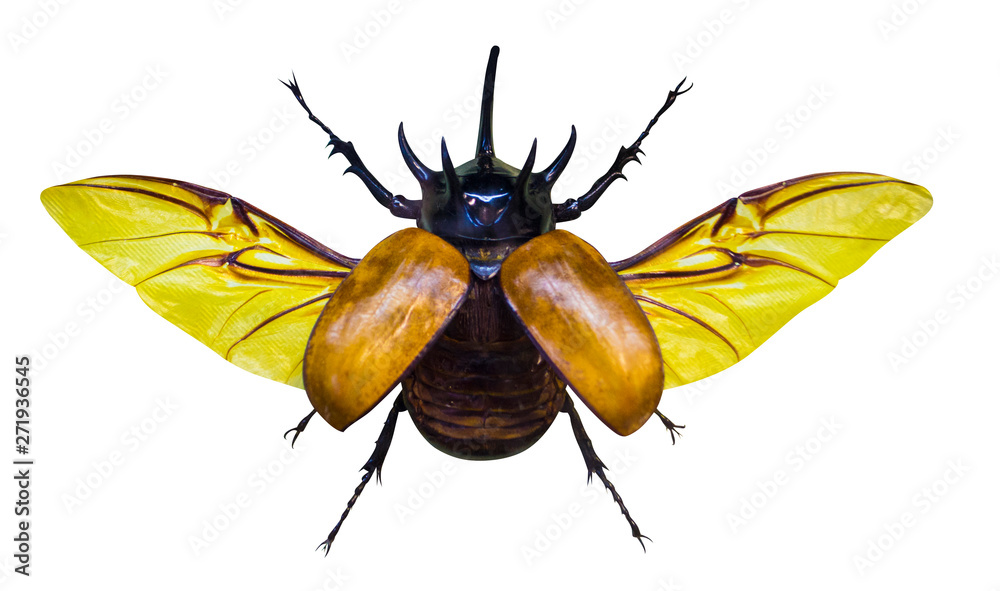 Beetle Object Detection Dataset V1 2024 01 19 4 31pm By Practicas