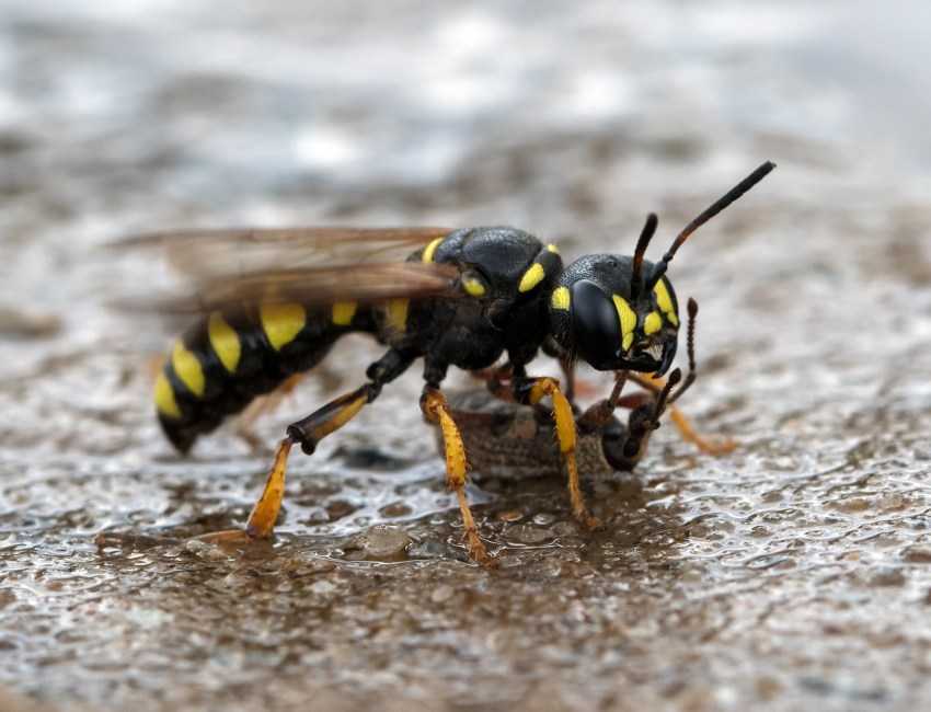 bees_wasp Classification Model by project-9wwe1