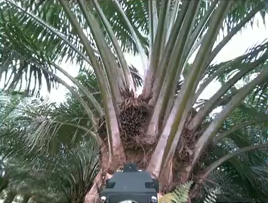 FFB Object Detection Model by Detection