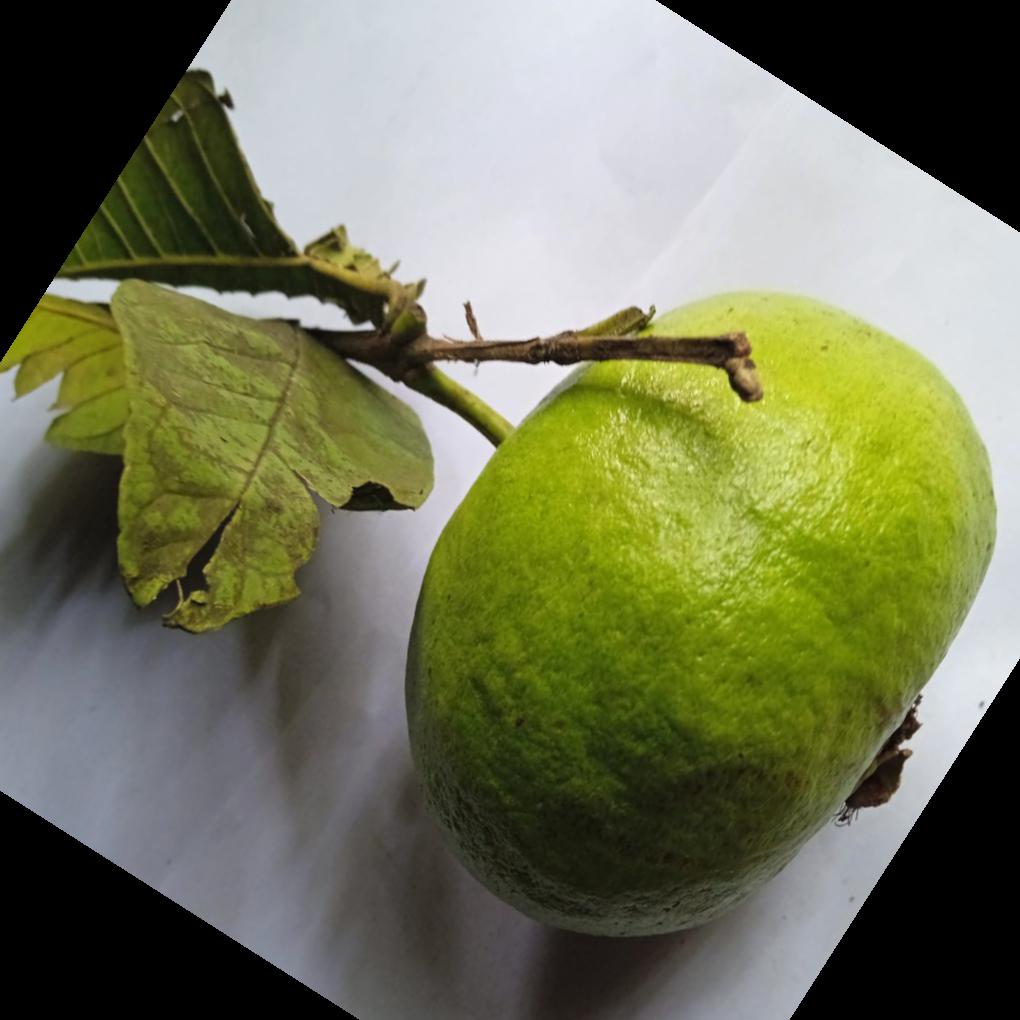 Fresh_Guava Object Detection Dataset by Roadsigndetection