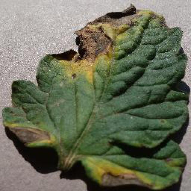 Second Detection Object Detection Dataset By Deneme