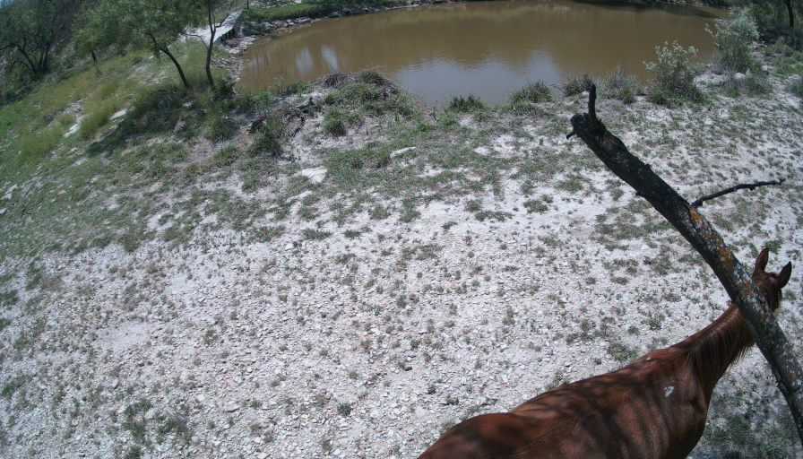 V1.0 Object Detection Model (v4, 2025-06-12 7:32pm) by GL Ranch V10