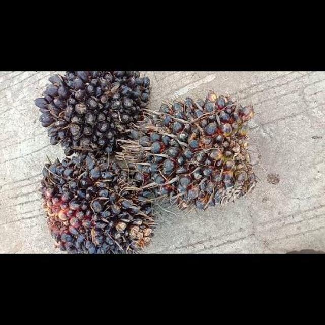 Custom Workflow Multi-label Classification Classification Model by sawitku