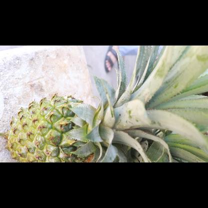 Pineapple Object Detection Model (v1, 2025-04-14 9:07am) by fruit