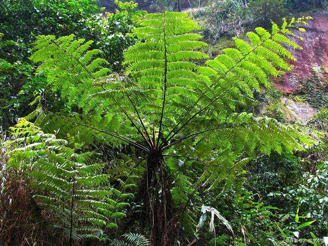 Nz Tree Detection Object Detection Dataset By Yolov5