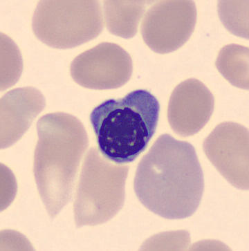 cellvision Object Detection Model by bcd