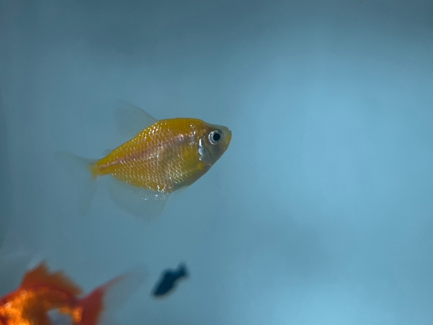 count_fish Object Detection Dataset and Pre-Trained Model by test75