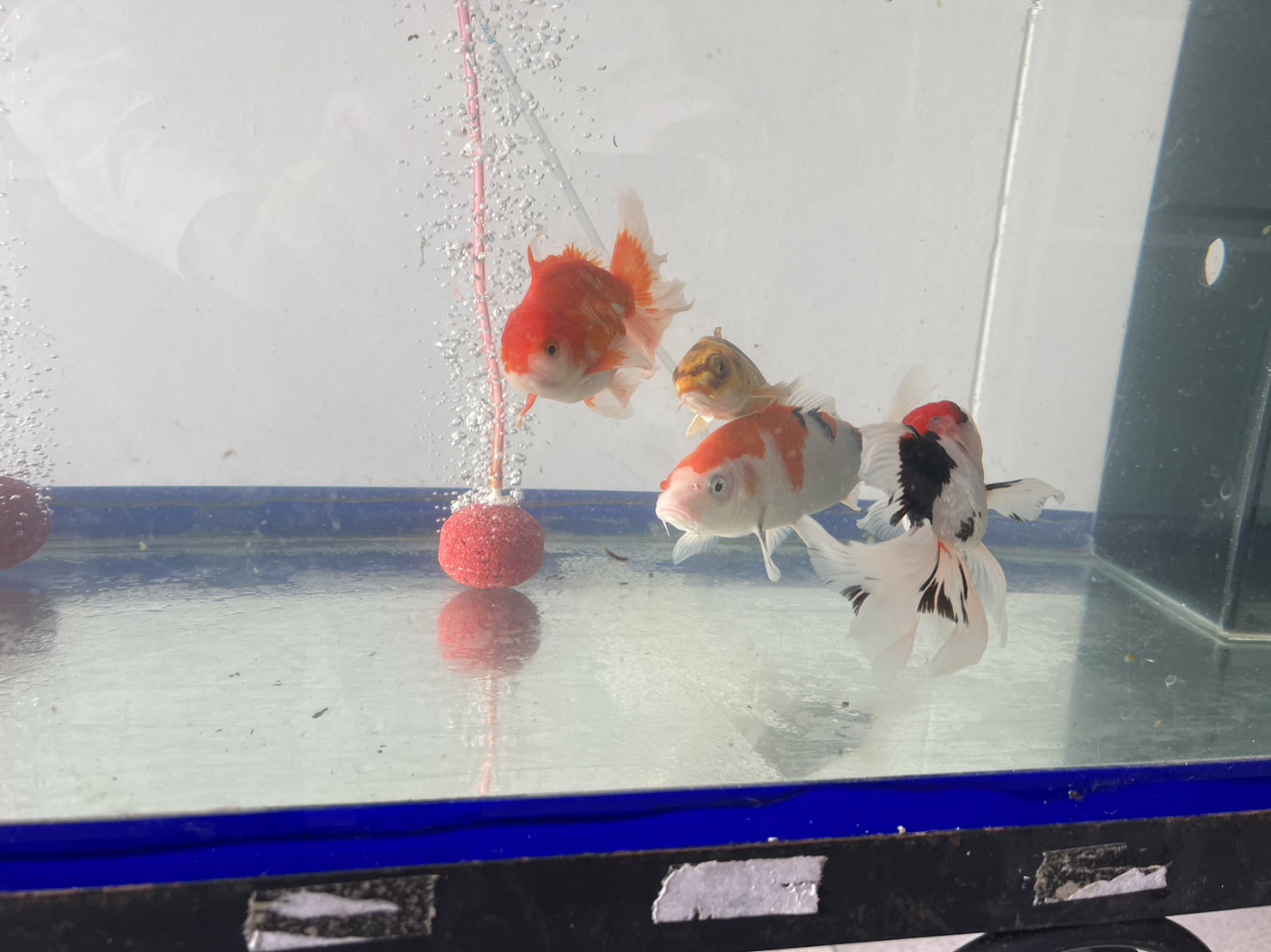 fish_agri Object Detection Dataset and Pre-Trained Model by test75