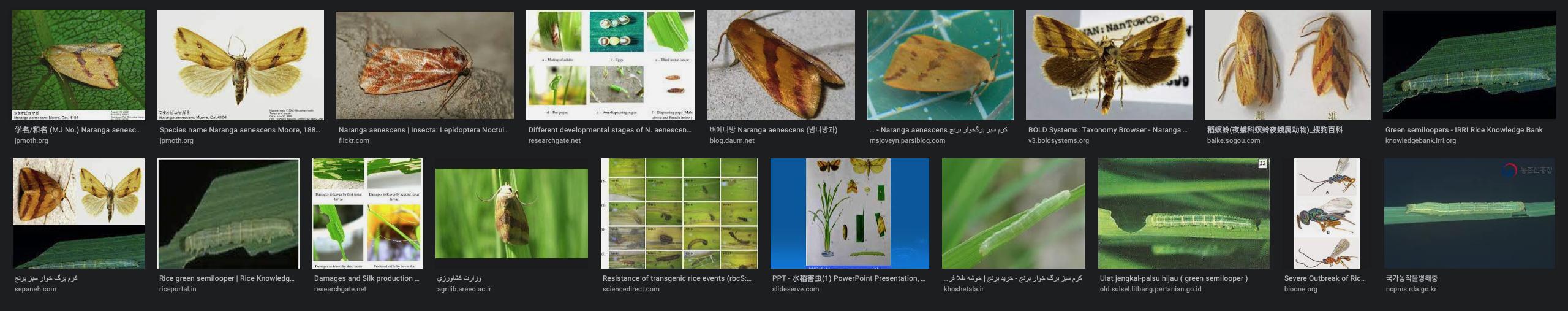 pests Object Detection Dataset by cv