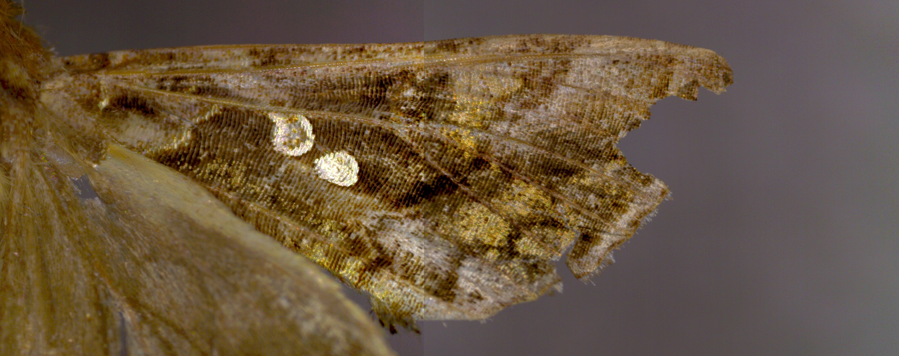 MyTest - Plusiinae Wing Pattern Instance Segmentation Dataset by ...