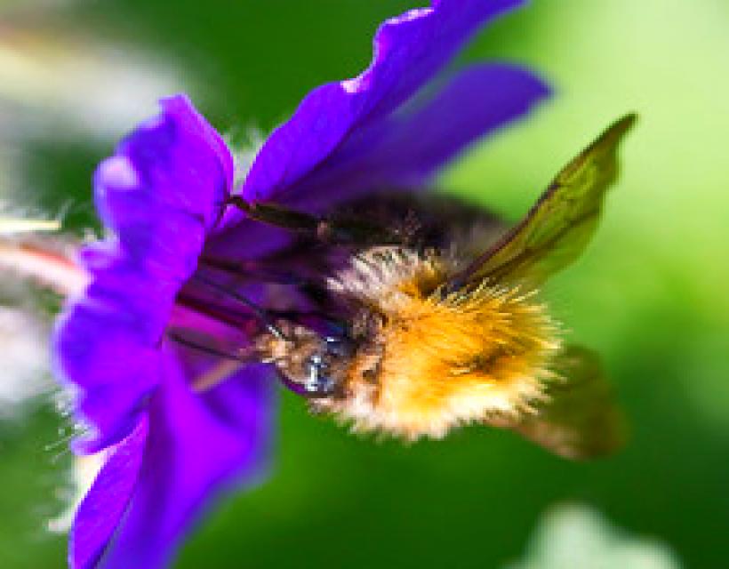 Insect Detection Object Detection Dataset By Bug Detection