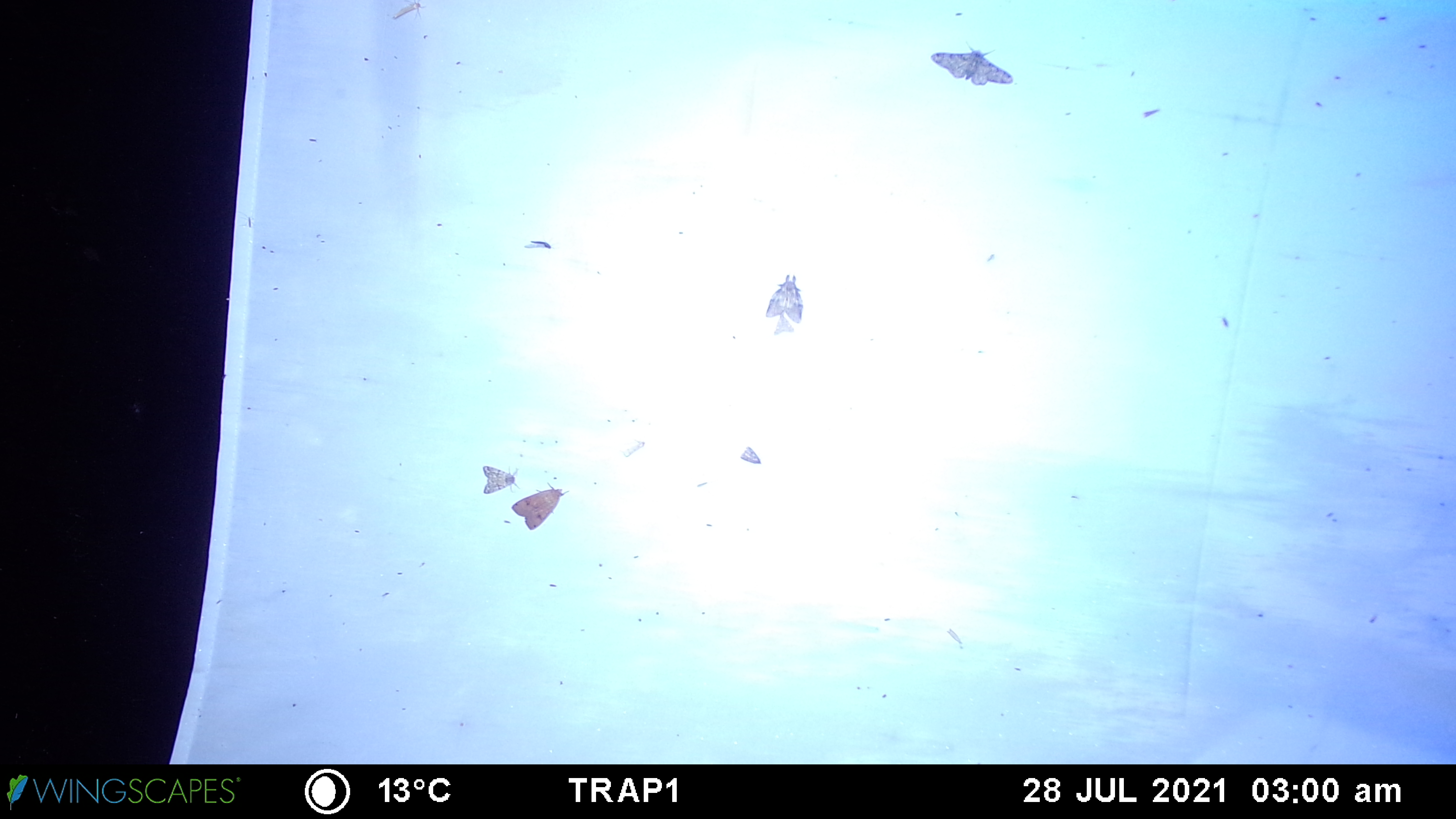 Hubbard Brook Annotation Project Object Detection Dataset by Moth Labeling