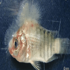 fish disease Classification Dataset by xiaoliu