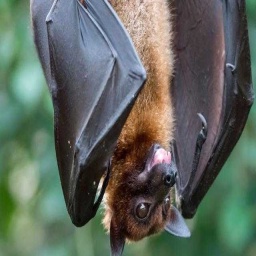 animal Object Detection Dataset and Pre-Trained Model by project-sw24t