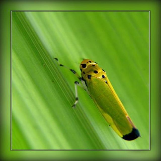 insect_v1 Object Detection Dataset by Inchworm