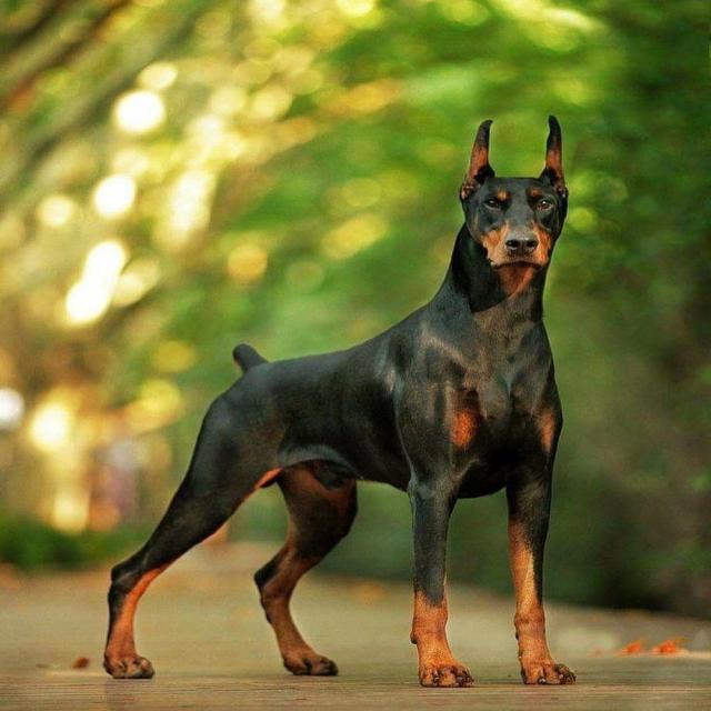 dog_breeds Object Detection Model by GorobetsKs36