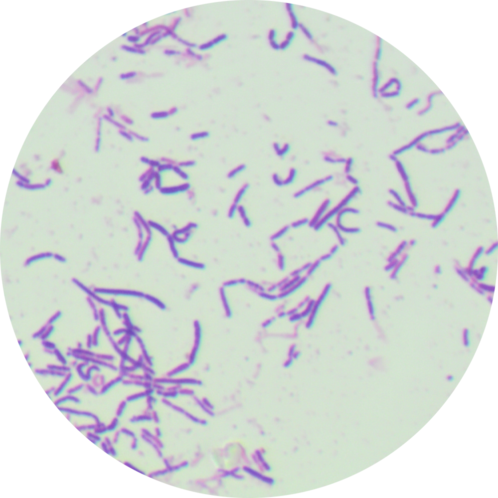 Yapay Zeka Egitimi Object Detection Dataset And Pre Trained Model By Bacteria