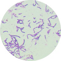 bacteria (bacteria-zm5el) - Roboflow Universe