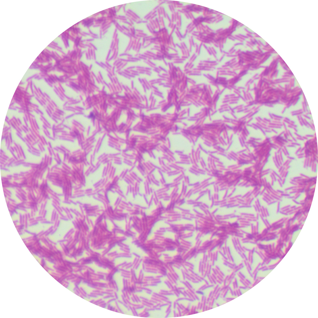 bakteri Object Detection Model by bacteria