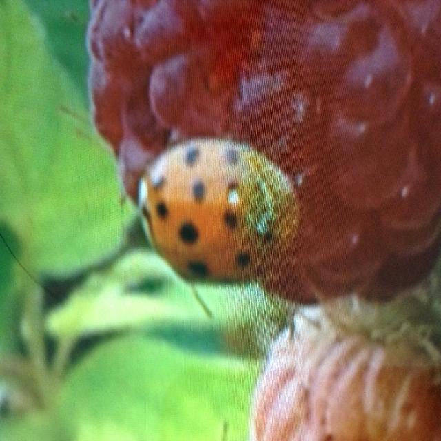 Thehospital Object Detection Model by Holl