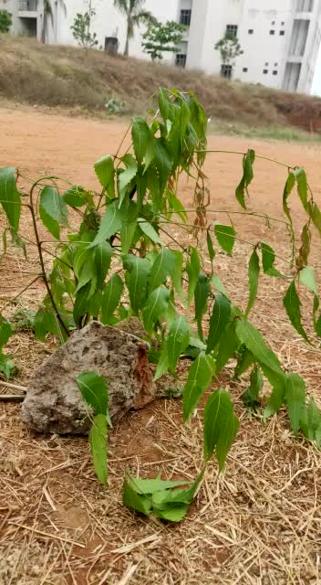 NEEM Object Detection Dataset by SRILAKSHMI LINGINENI