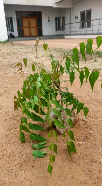 NEEM Object Detection Dataset by SRILAKSHMI LINGINENI