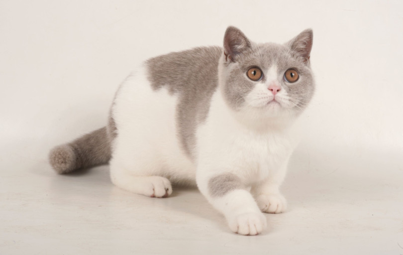 Cat Detection Object Detection Dataset By Loading