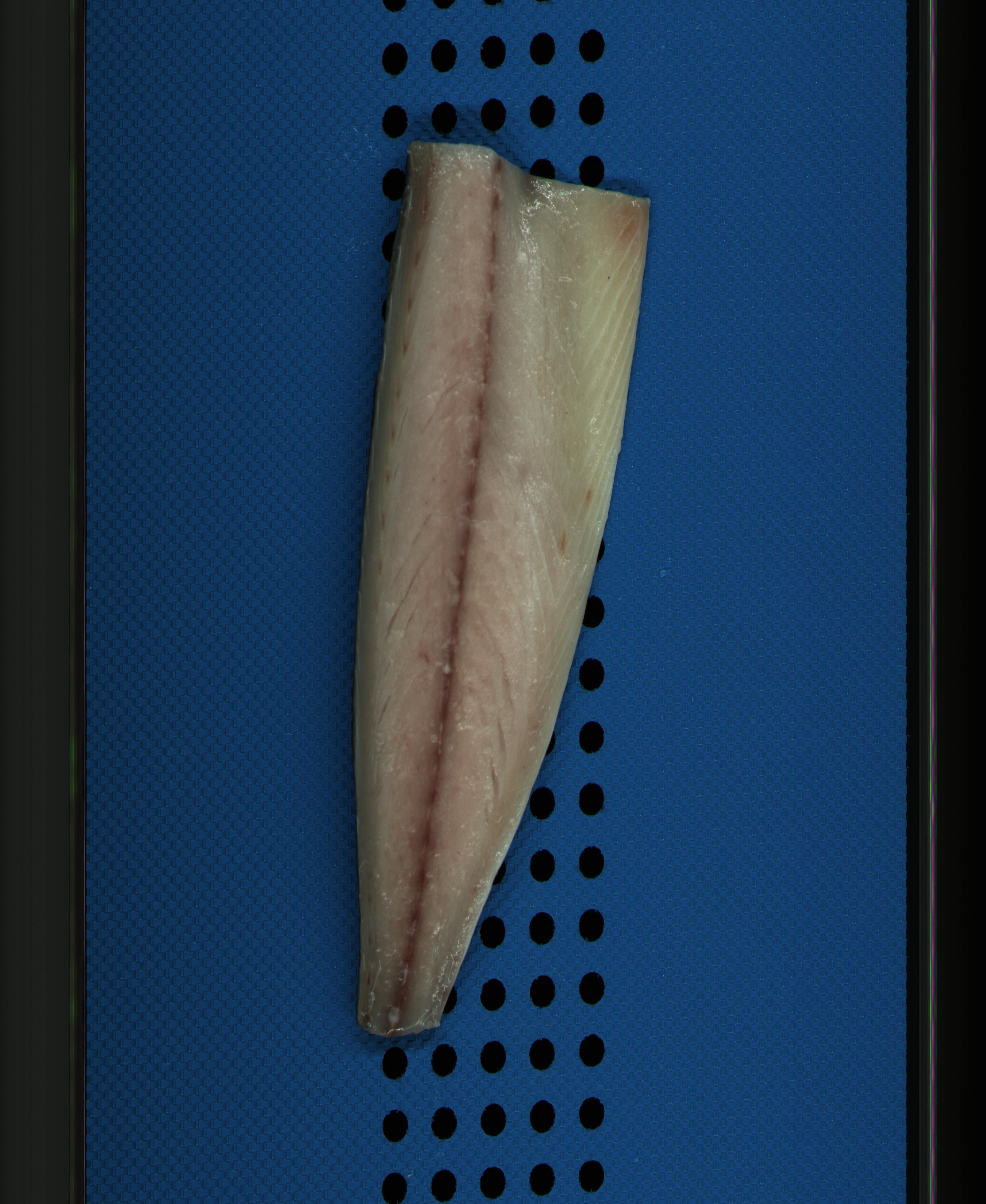 Mackerel-Instance-Segmentation Instance Segmentation Dataset and Pre ...