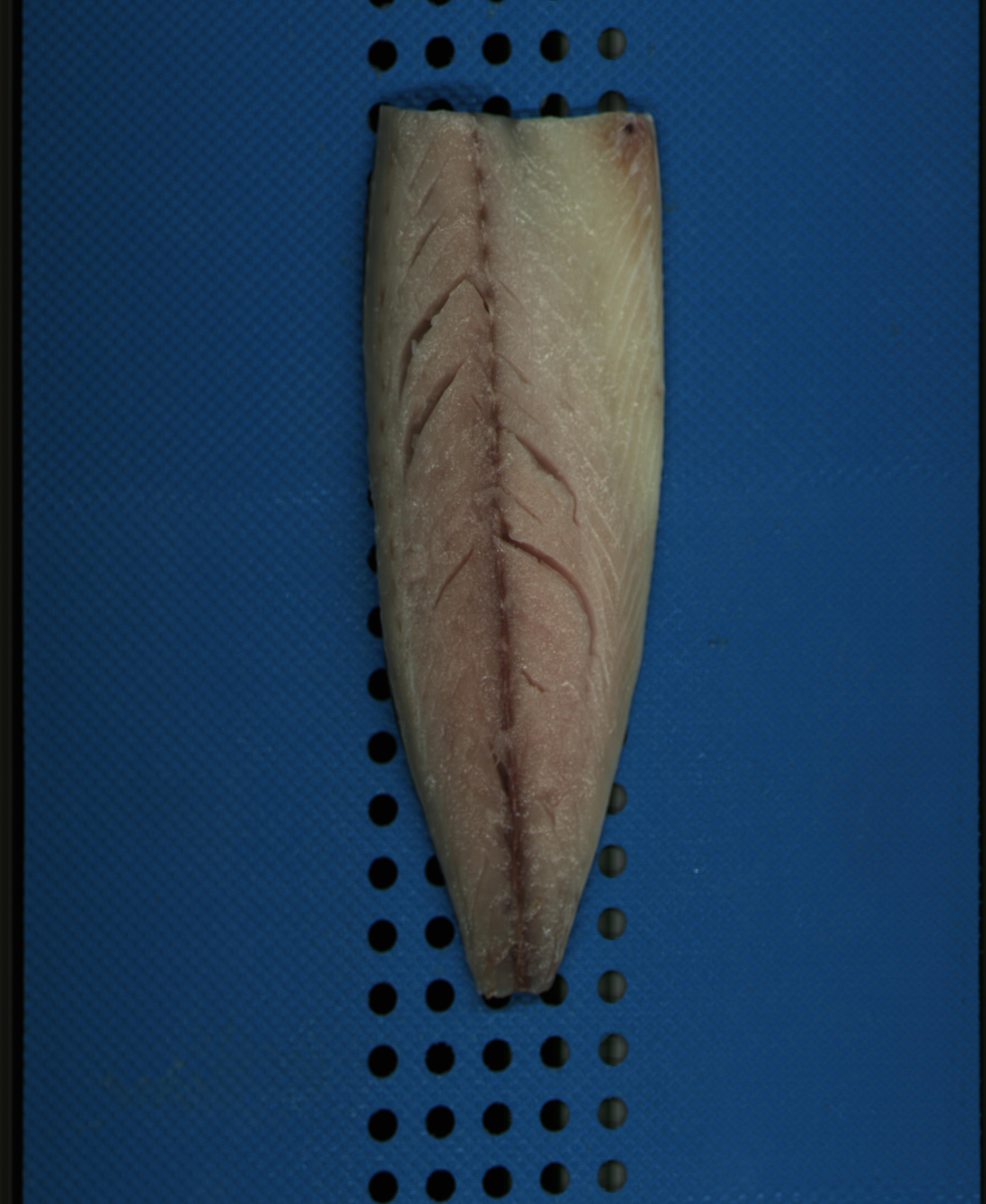 Bones Instance Segmentation Instance Segmentation Dataset By Macrel 1873