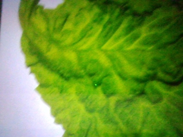 leaf classification Classification Dataset and Pre-Trained Model by leaf