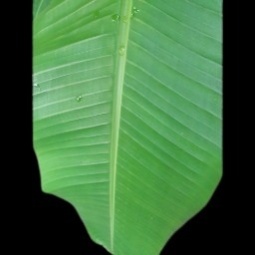 Crop Disease Detection Classification Dataset by Testing