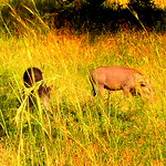 animals Object Detection Dataset by YOLOv5imagesresize