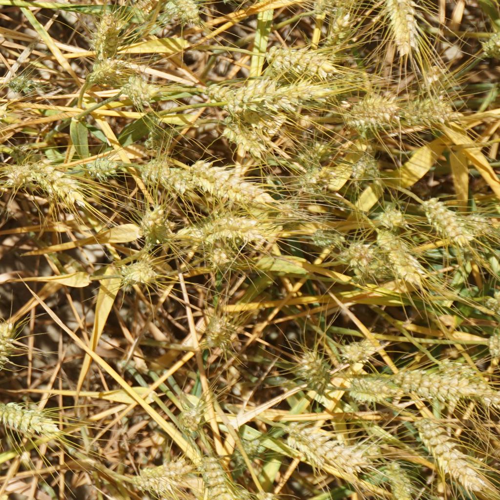 Wheat Object Detection Dataset by Srilatha
