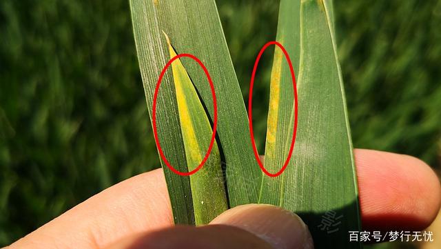 Plant Disease Instance Segmentation Dataset By Crop Spt