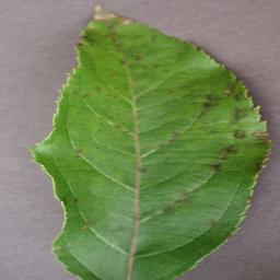 Apple-Diseases-Detection Object Detection Model by university of the west of scotland