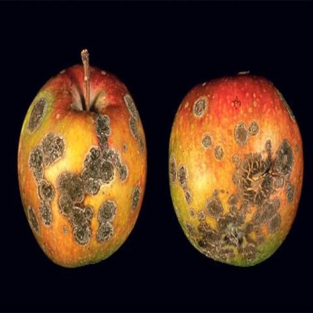 APPLE100 Object Detection Dataset by CYCU