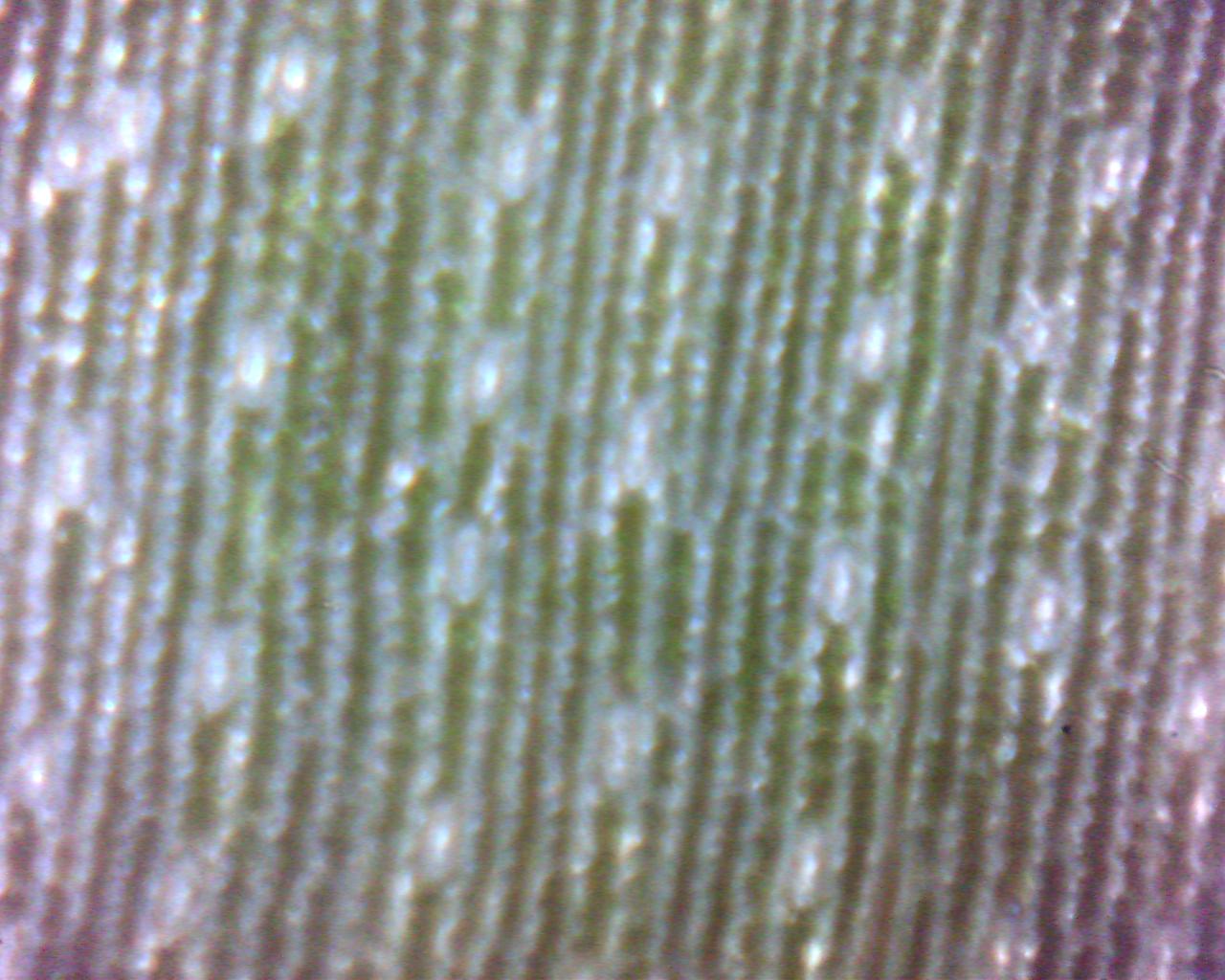 Stomata Object Detection Dataset By Stomata