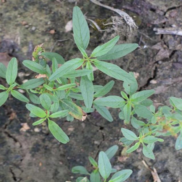 Grass Weed Classification Object Detection Dataset by Research