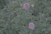 Ai image processing - Roboflow Universe